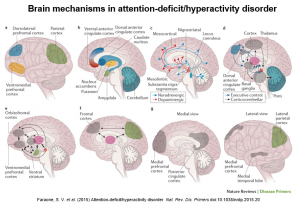 Eight Pictures Describe Brain Mechanisms in ADHD | APSARD